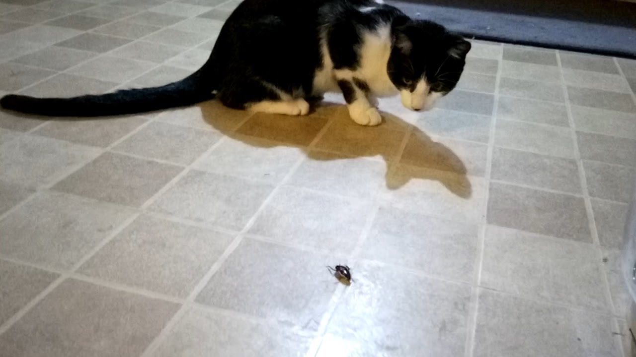 Kitten loves playing with a cockroach - YouTube
