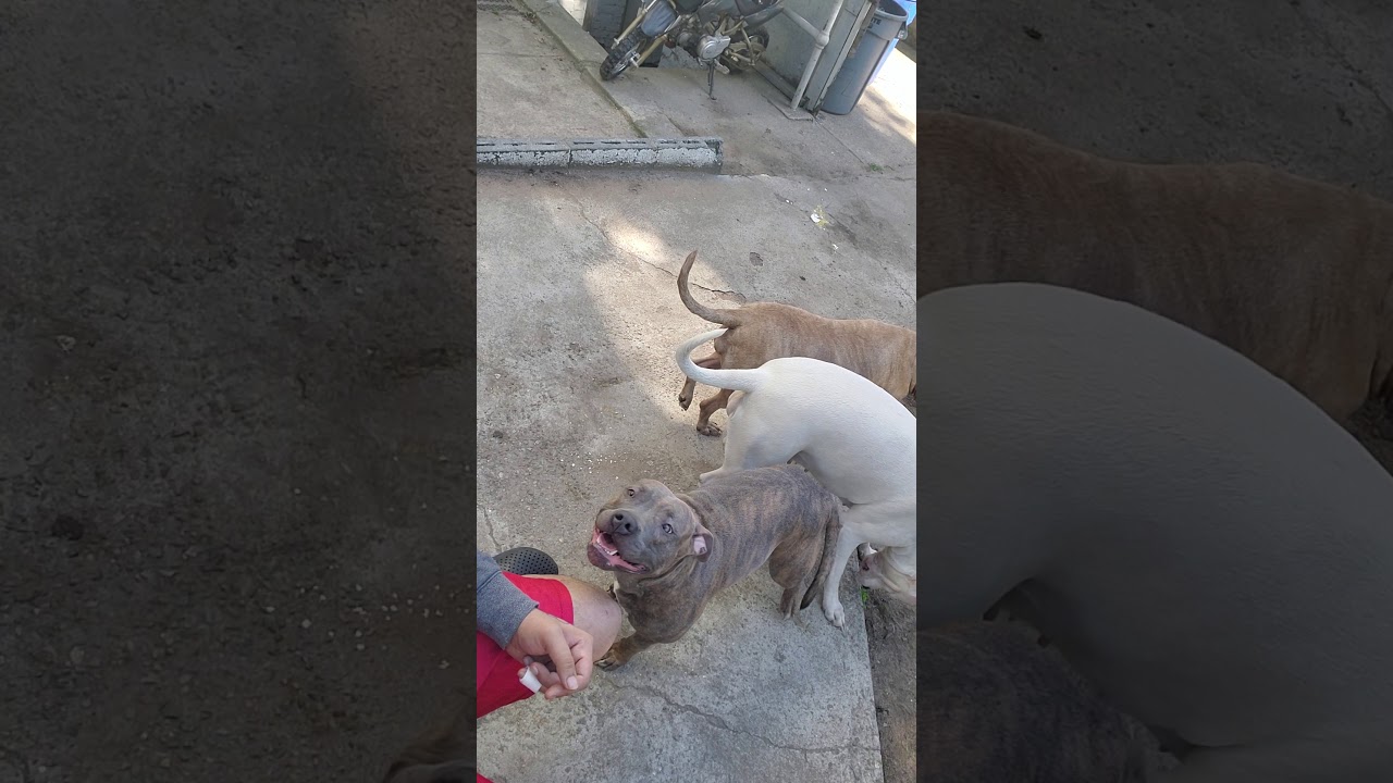 Real dog fight 😤 - YouTube