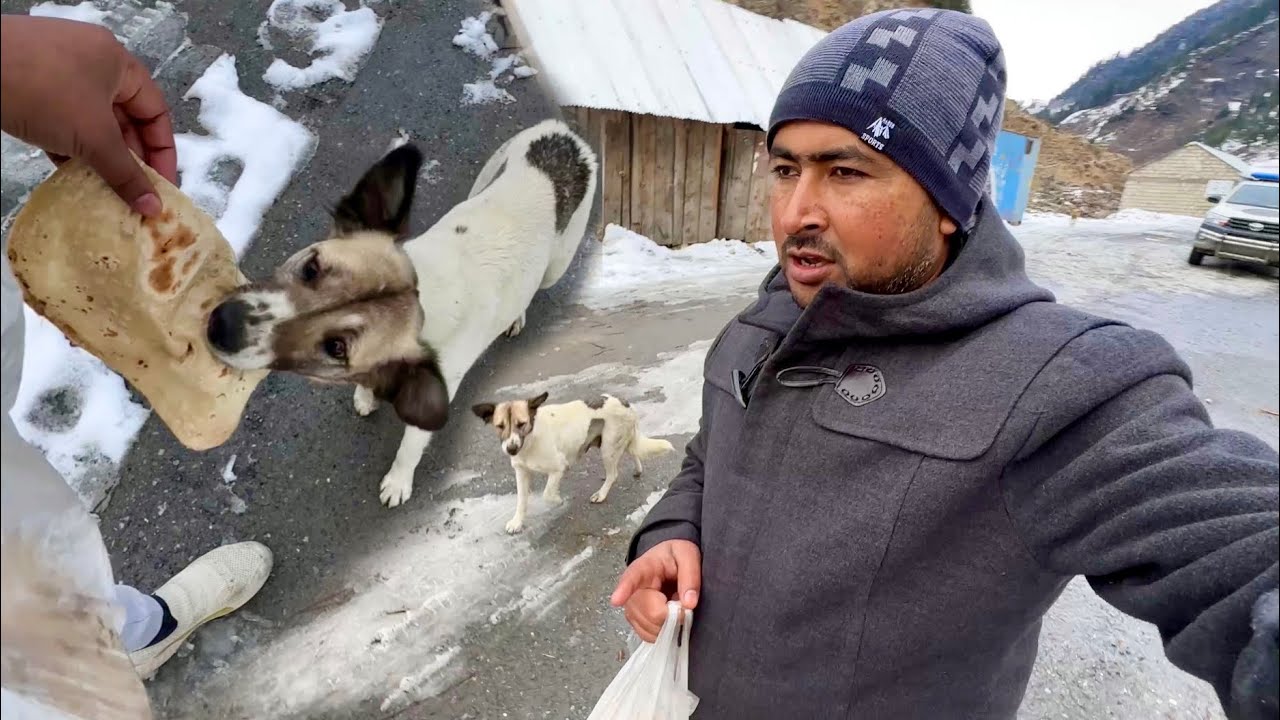 Giving Food to Homeless Mother Dog She has newborn Puppies - YouTube