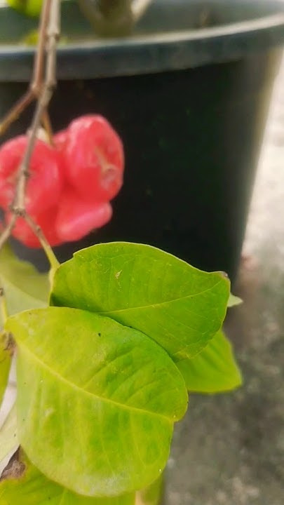 Satisfying Organic red Java apple fruit rooftop garden tour #organic # ...