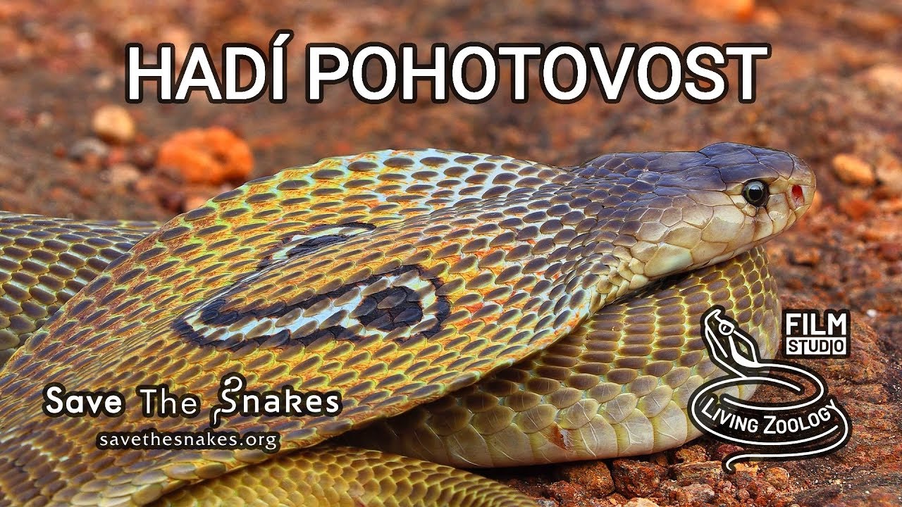 Hadí pohotovost - Snake Rescue Call - film studia Living Zoology - YouTube