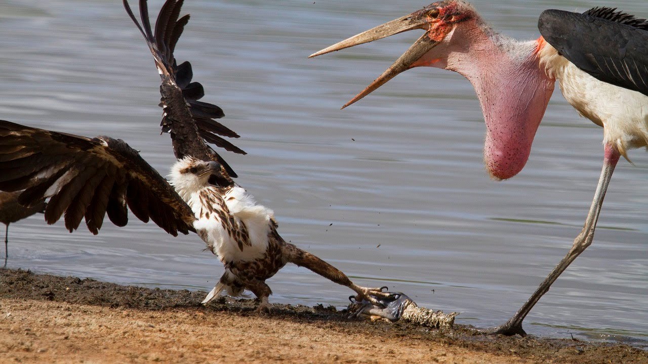 The Strange Strokes Attack Their Baby Stork - YouTube