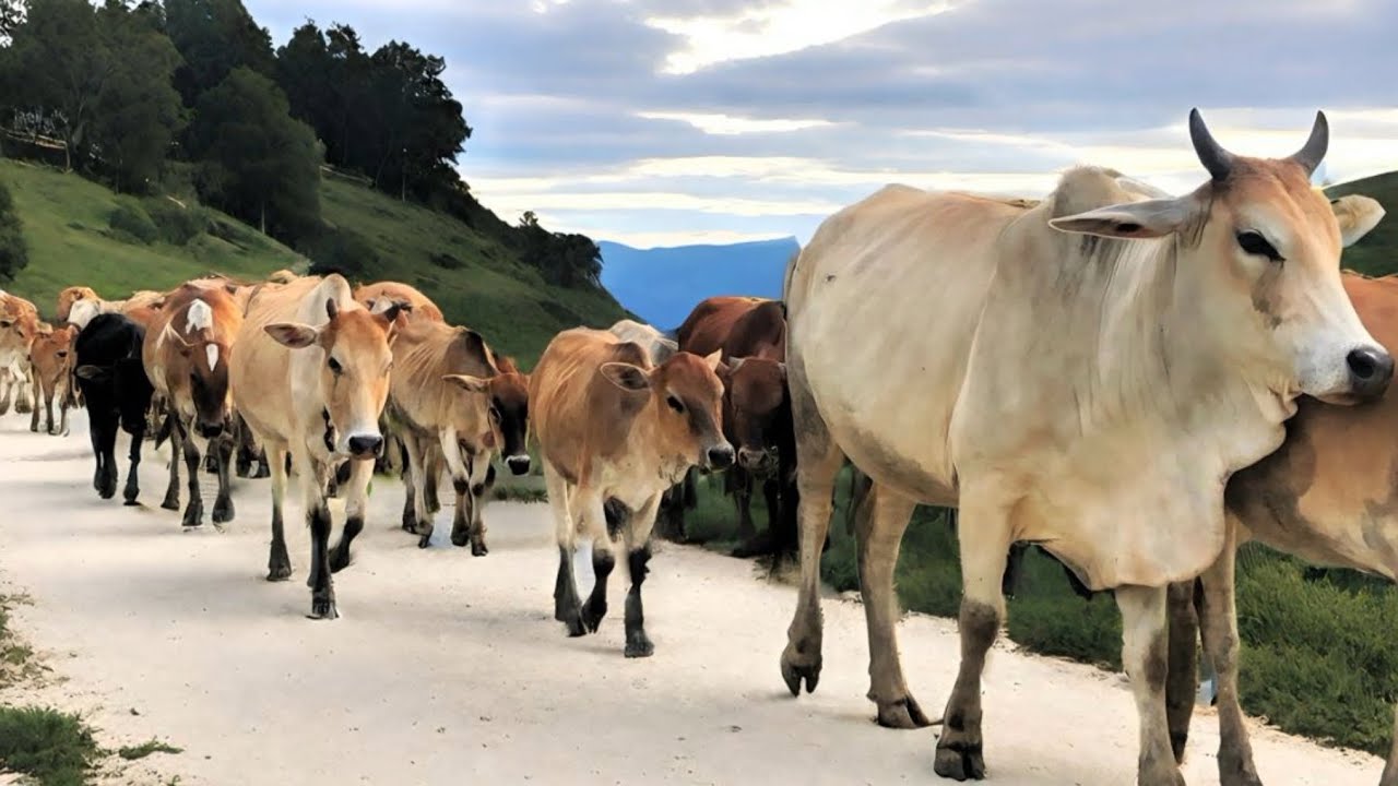 The Ultimate Grass Buffet: Cows Feast in the Open Fields - YouTube