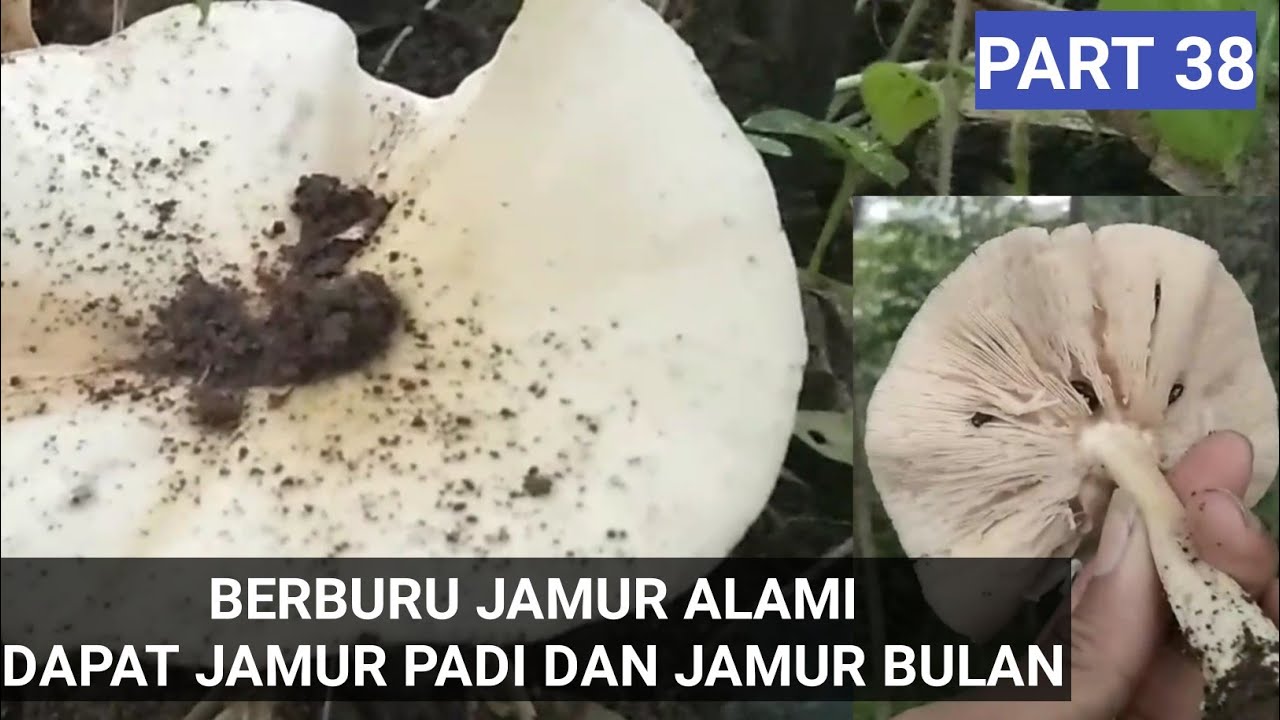 jamur alami part 38 woow dapat jamur padi dan jamur bulan - YouTube
