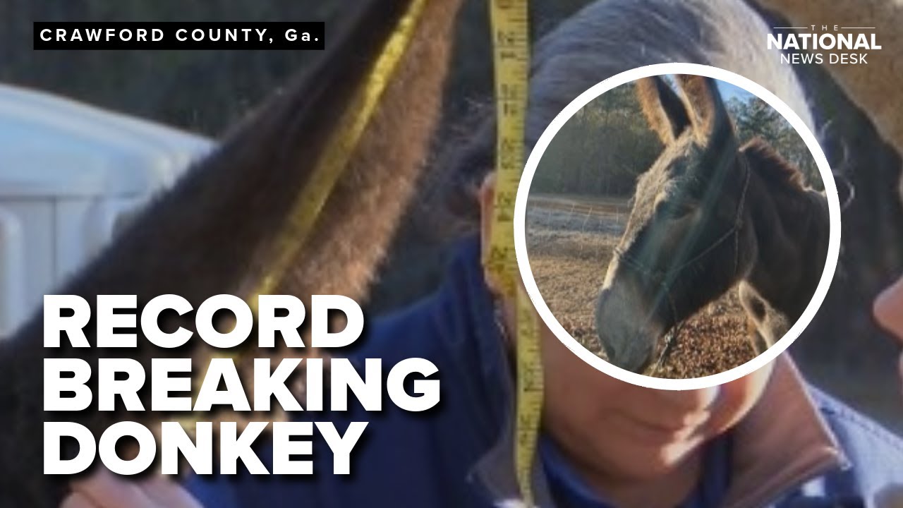 World record broken: Donkey officially shatters Guinness mark for ear ...