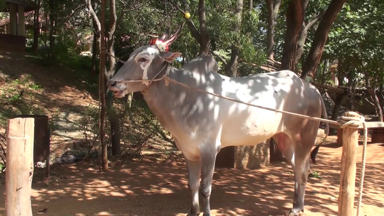 Hallikar..Bull - YouTube