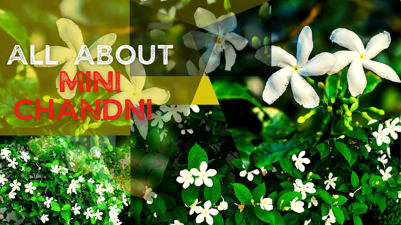 What Is Chandni Flower Called In English | Best Flower Site