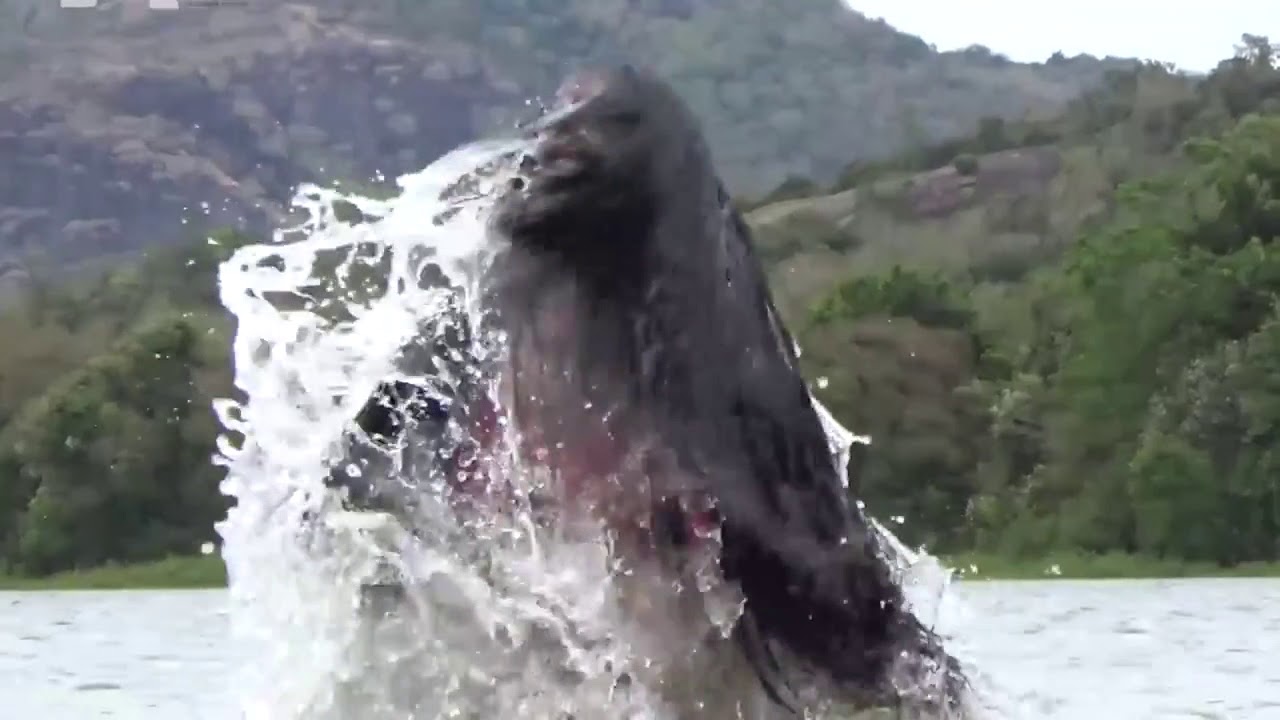 Adiwasi punchi Banda - YouTube