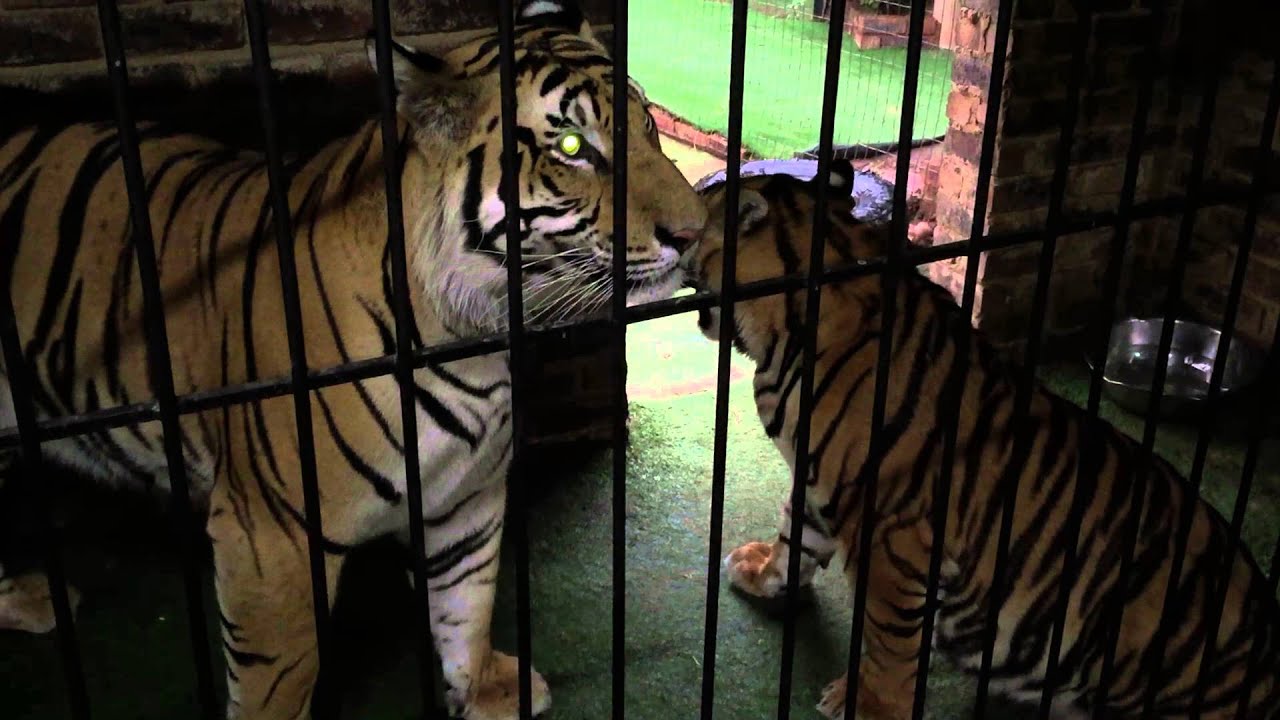 how tigers handle thunder strikes - YouTube