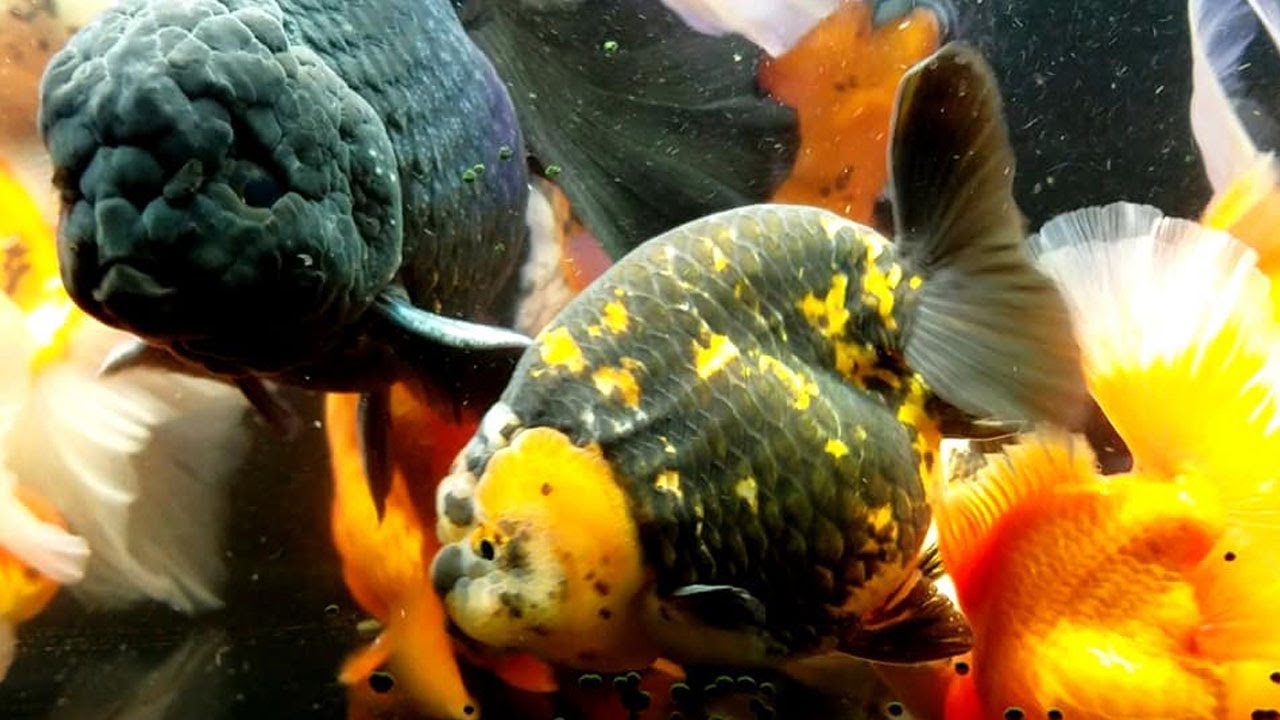 Beautiful Giant Chinese Goldfish - YouTube