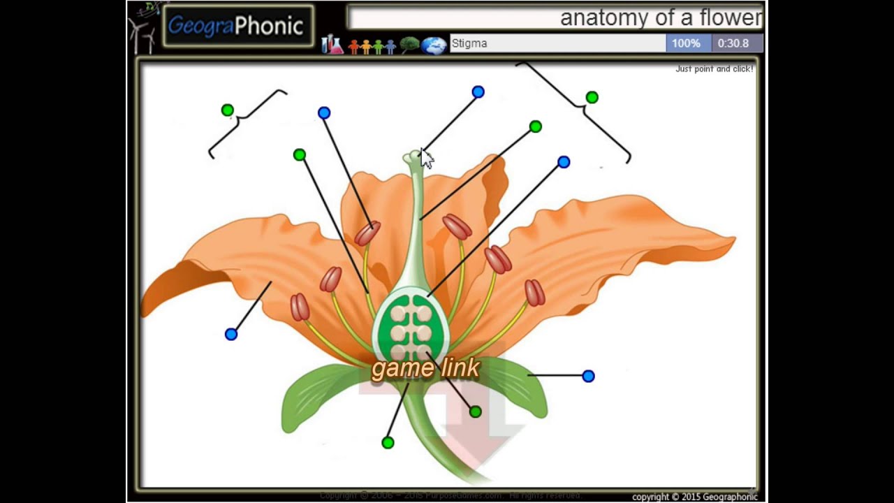Anatomia di un fiore, stame, filamento, antera, stigma, antera, ovaio ...