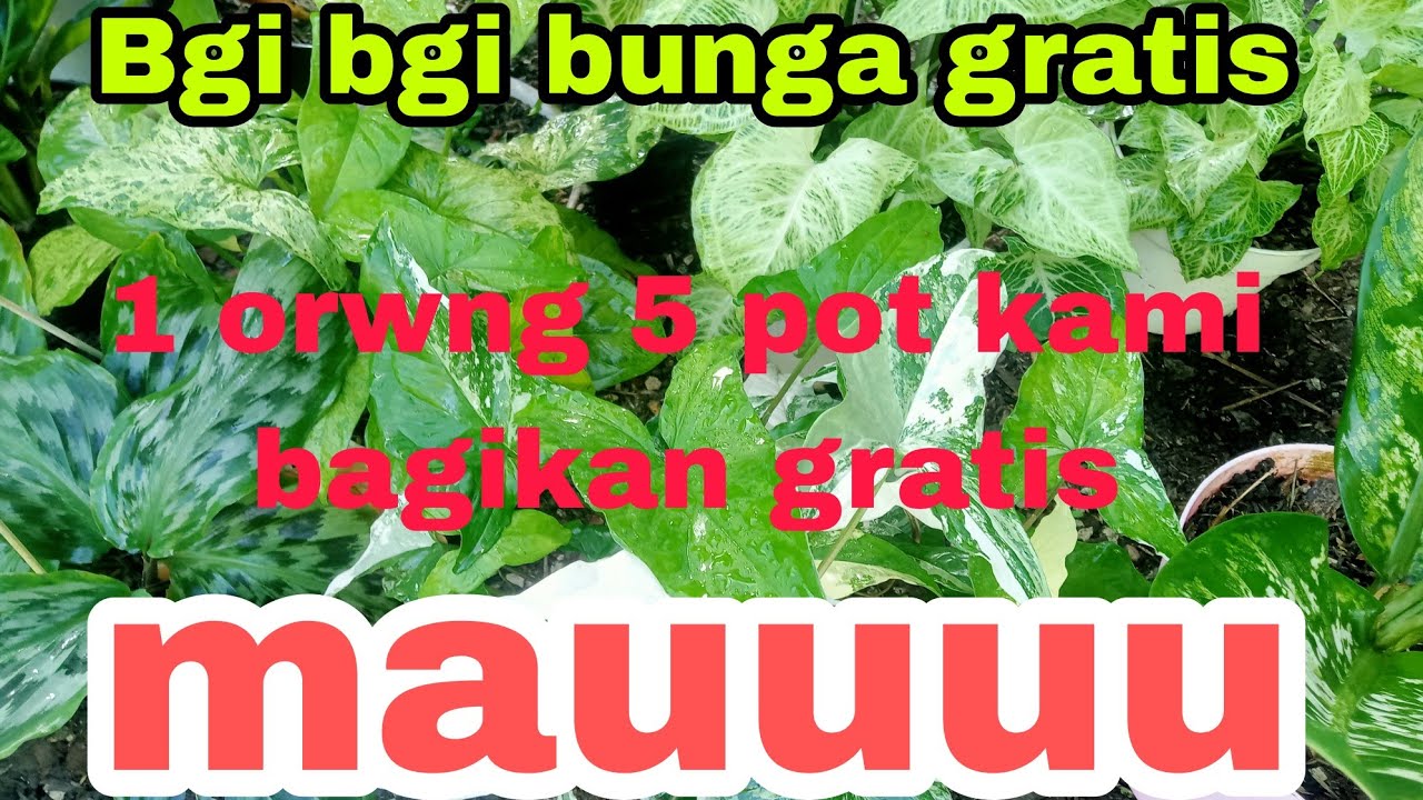 BAGI "bunga masing"5pot. #tanamanhias #javaflower #bagibagibunga - YouTube
