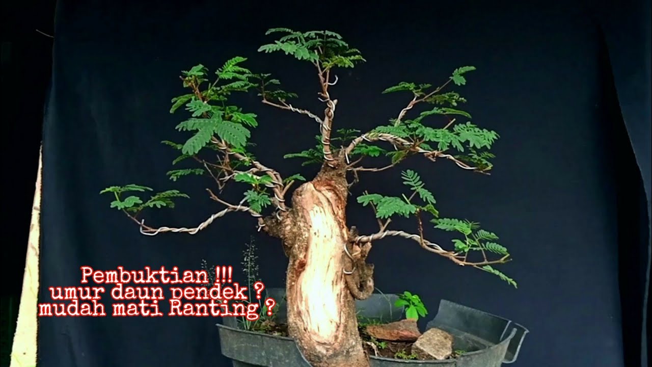 Tips dan TRIK !!! Bonsai LAMTORO tidak mudah mati ranting (Leucaena ...