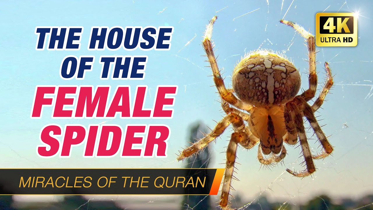 Scientific Miracles of the Quran #24 : The house of Spider - YouTube
