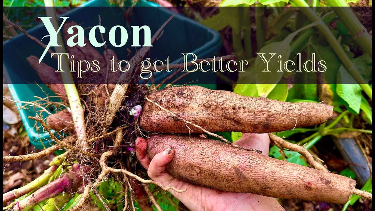 Yacon Growing Guide 2024 - YouTube