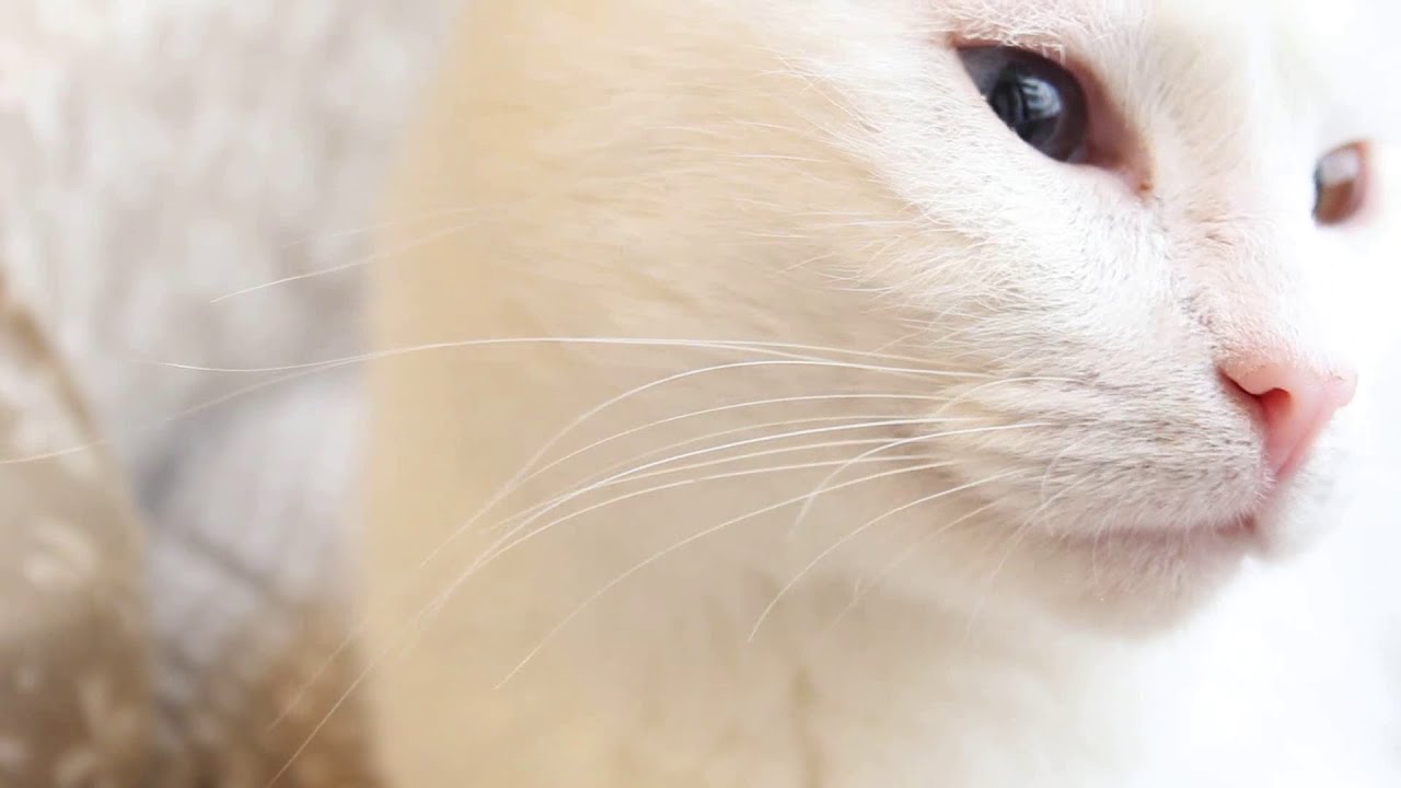 Philipp Mathmann (countertenor\sopranist) - Or che dorme l'idol mio ...