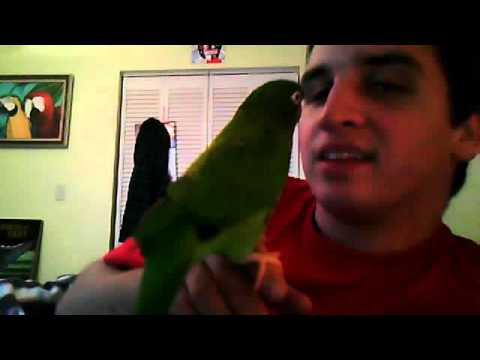 fred saying whats the deal pickel - YouTube