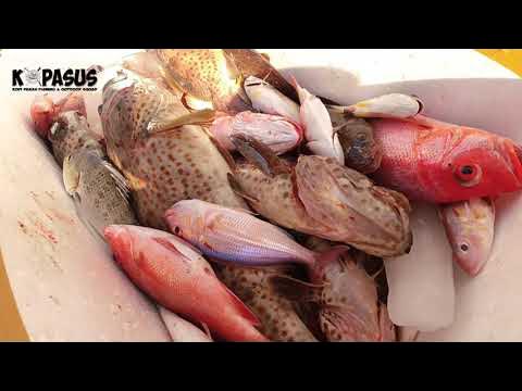 Mancing Kerapu dan Kakap Merah di Rumpon Probolinggo Full Strike - YouTube