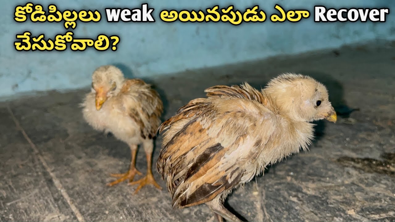 వీక్ అయినా కొడిపిల్లలని చనిపోకుండా ఎలా బ్రతికించుకోవాలి |How to recover ...