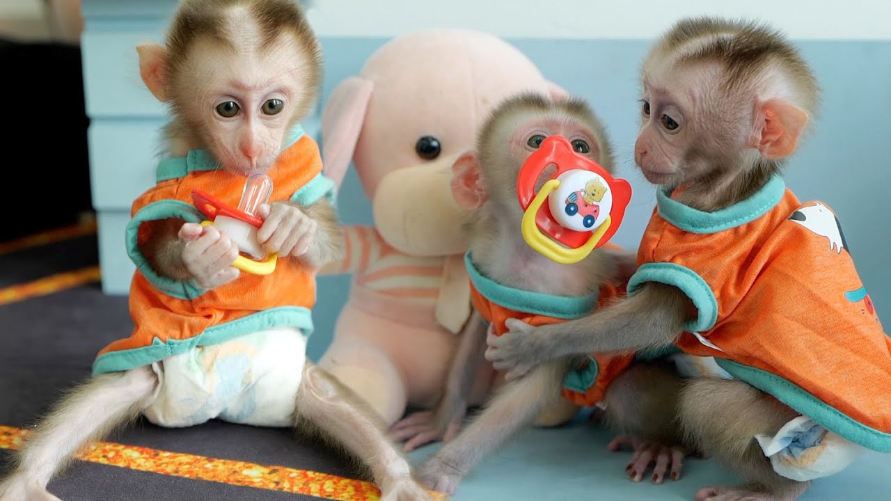 Tiny newborn monkey DeeDee and CeeCee learn to use pacifier very adorable - YouTube