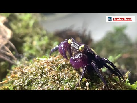 small tank setup for my vampire crab‼️ #vampirecrab #crab #paludarium # ...