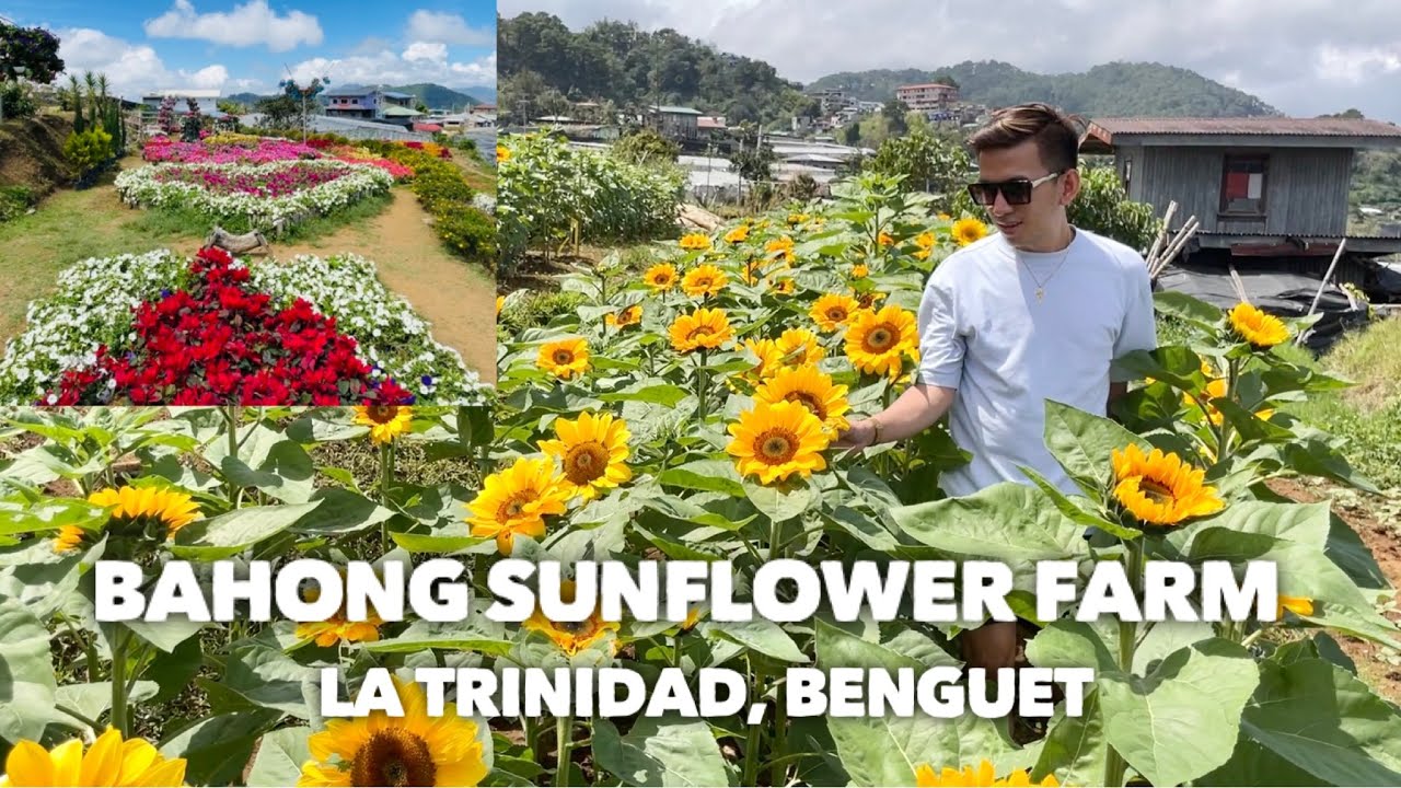 BAHONG SUNFLOWER FARM | Bahong, La Trinidad, Benguet - YouTube