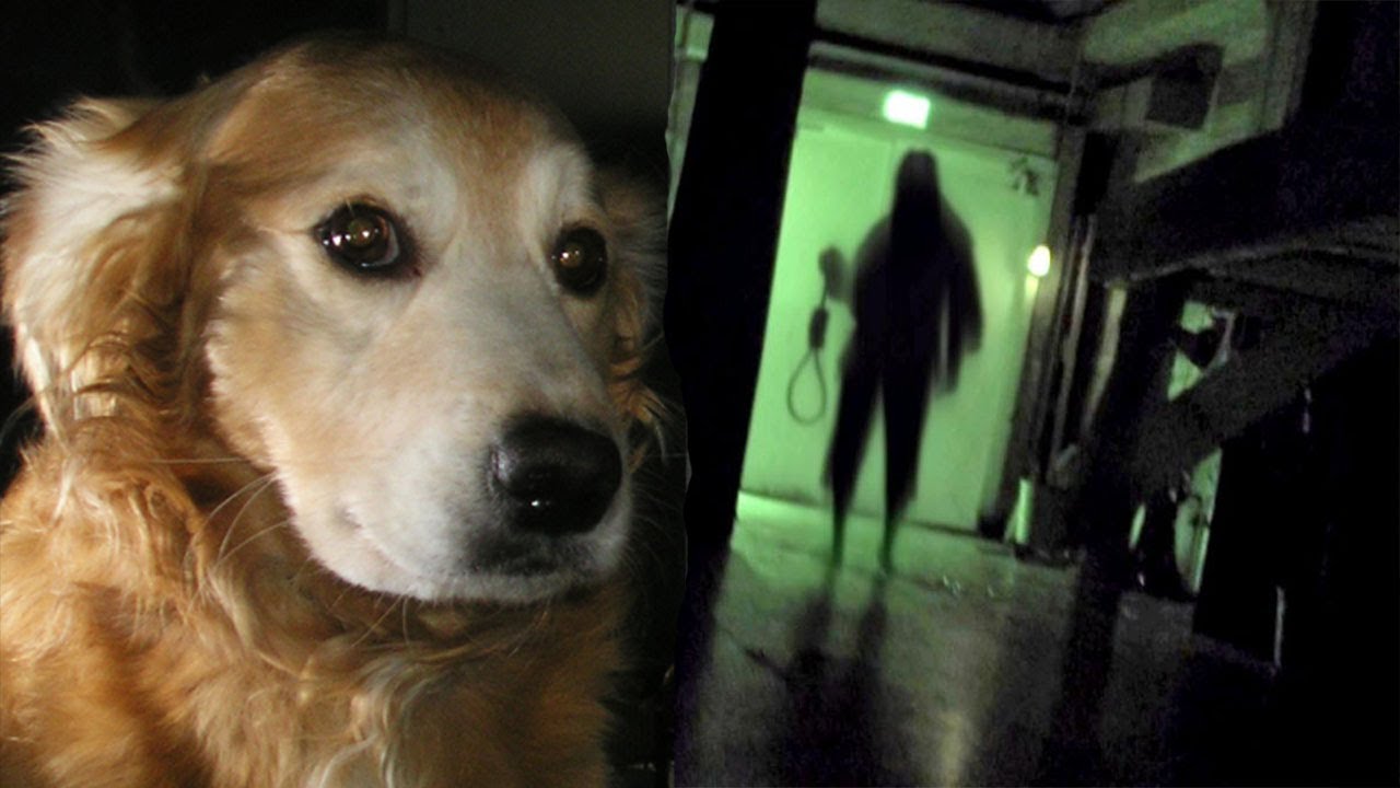 7 Perros Captados ladrando a ENTIDADES PARANORMALES - YouTube