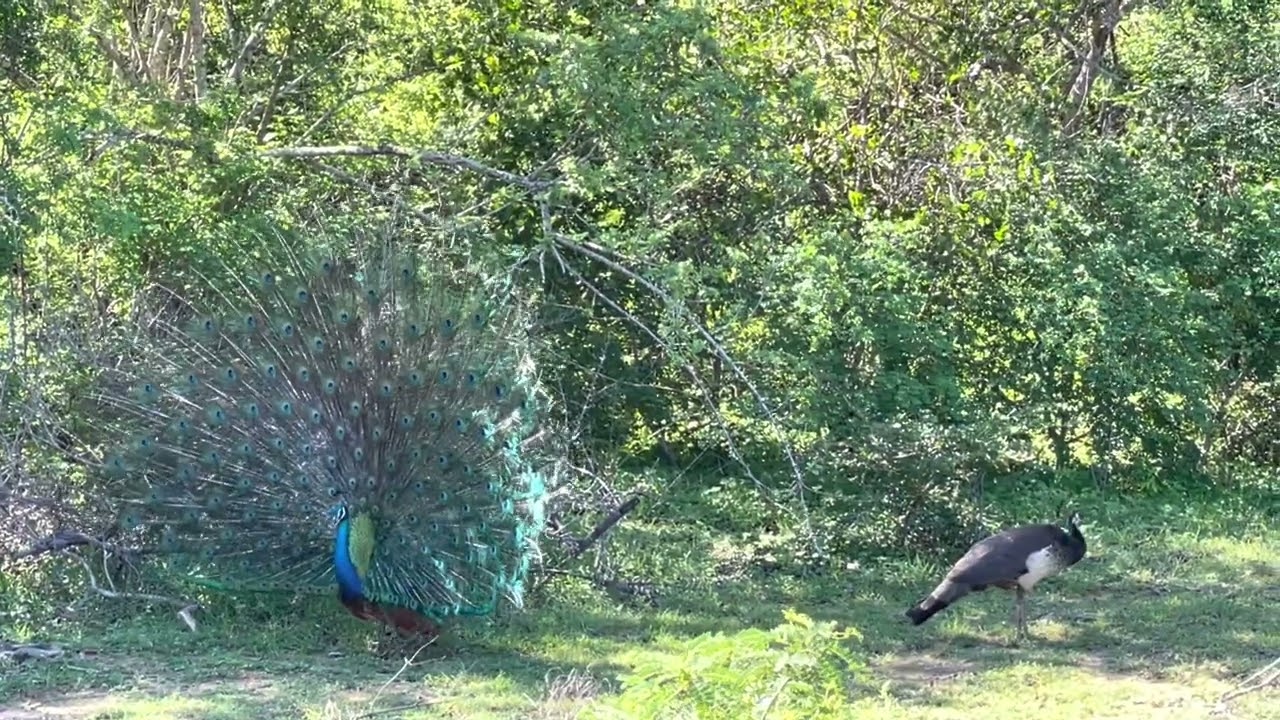 Peacocks Mating In Sri Lanka Woo Hoo Youtube