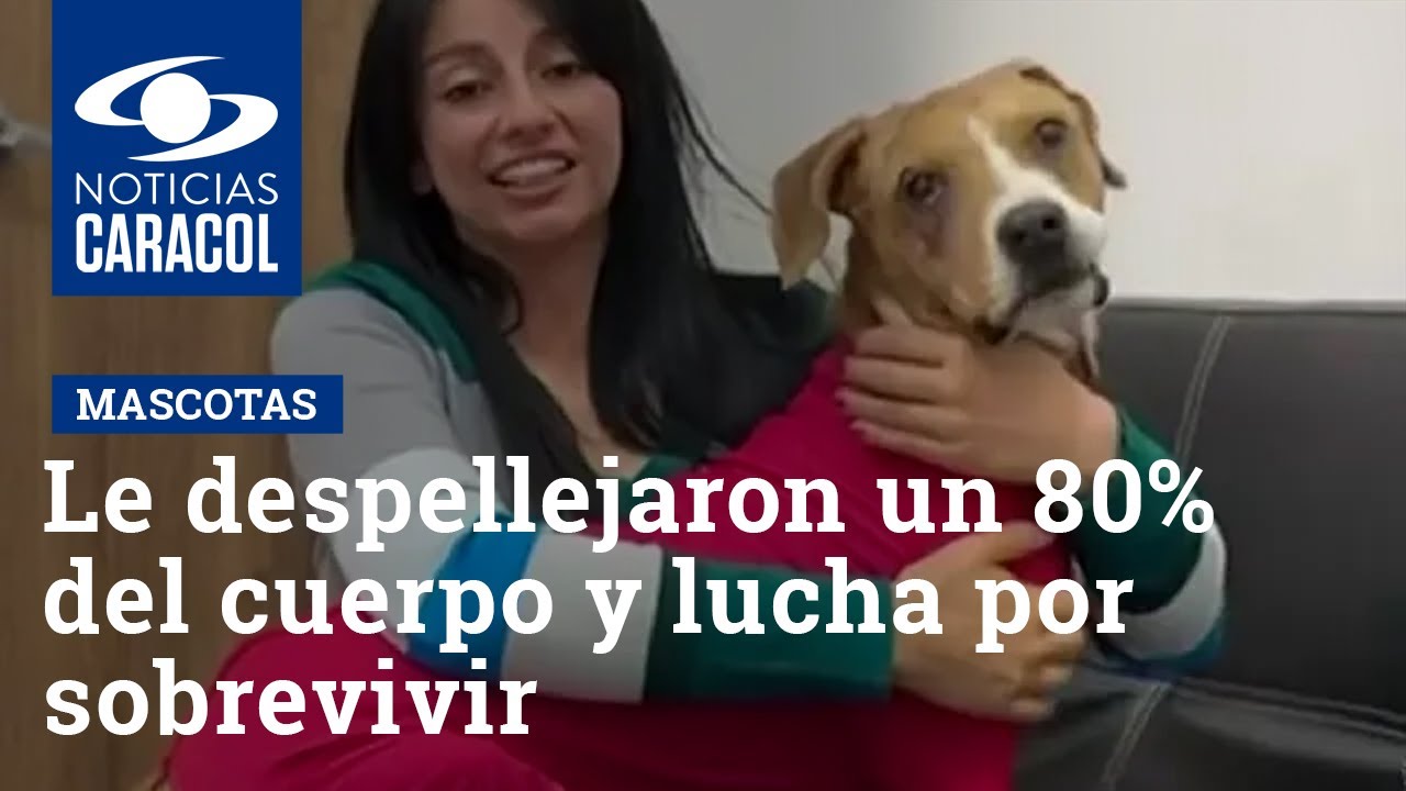 Conozca a Ángel, perrito al que le despellejaron un 80% del cuerpo y ...