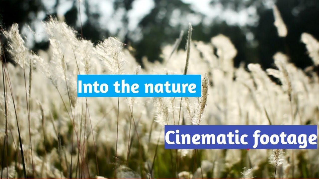 A film of nature|natural cinematic|Into the nature|back to nature ...