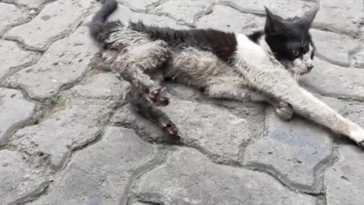 Little Paralyzed Cat from Car Accident Is A Fighter - YouTube