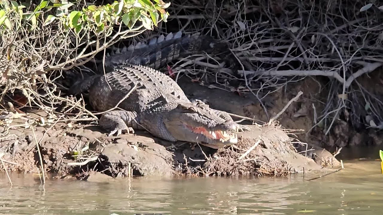 What A Croc … - YouTube