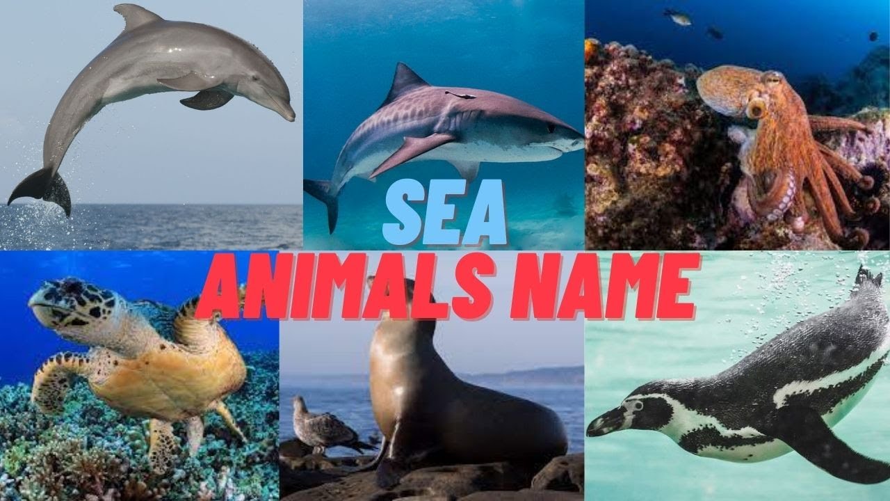 👻Sea Animal Names l 10 Sea Animals Collection l Kids vocabulary Sea ...