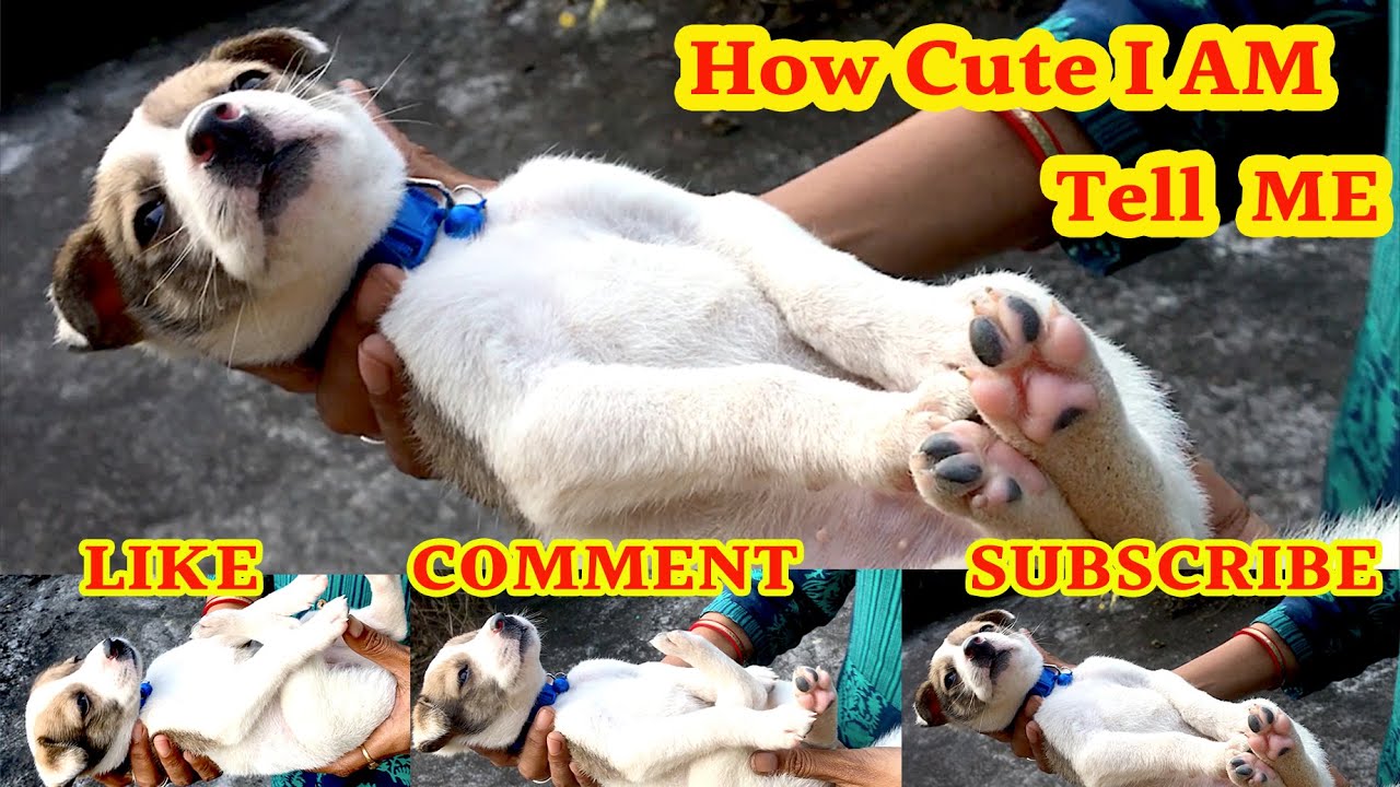 My Puppy Cute Puppy | Dog Entertainment | Playing with Puppy - YouTube