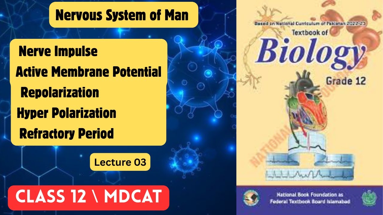 Nerve Impulse| Active Membrane| Hyper Polarization| Refractory Period ...