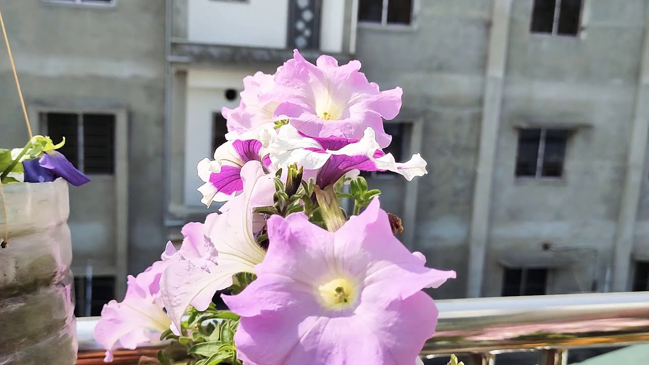 My petunia tower - YouTube