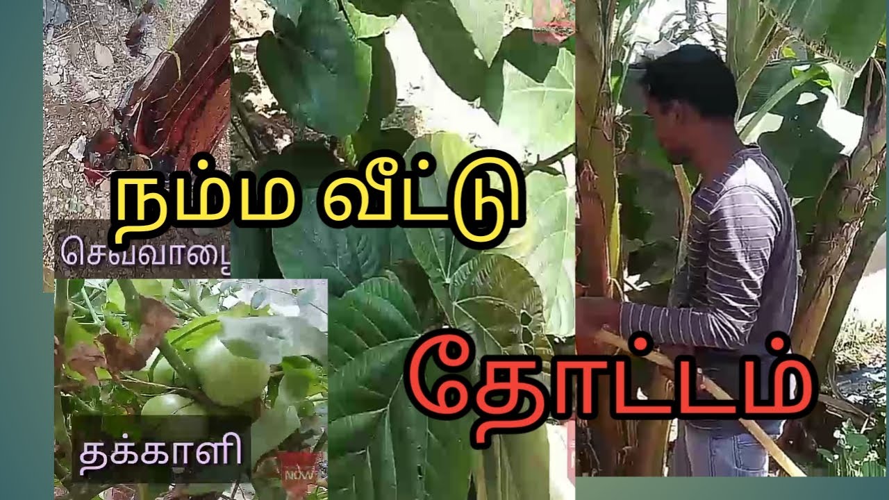 |Namma Veettu Thottam- 01| Medicine plants | Atthi | Banana trees ...