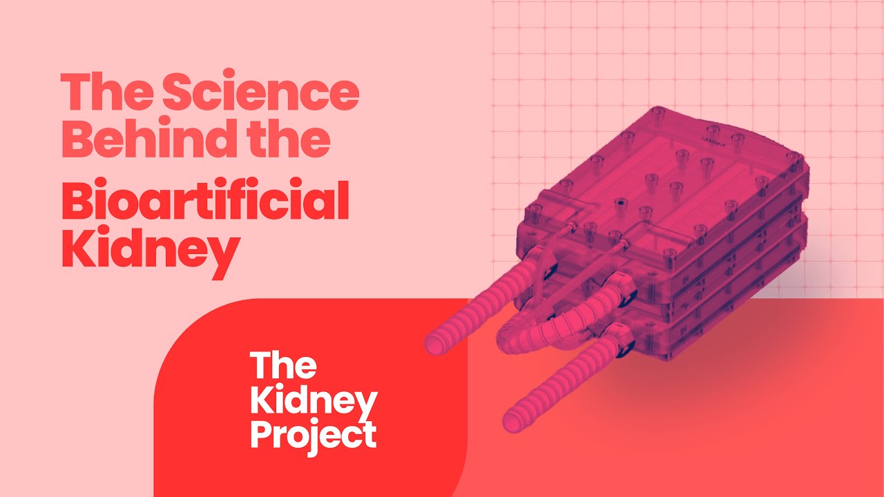 The Science Behind the Bioartificial Kidney - YouTube