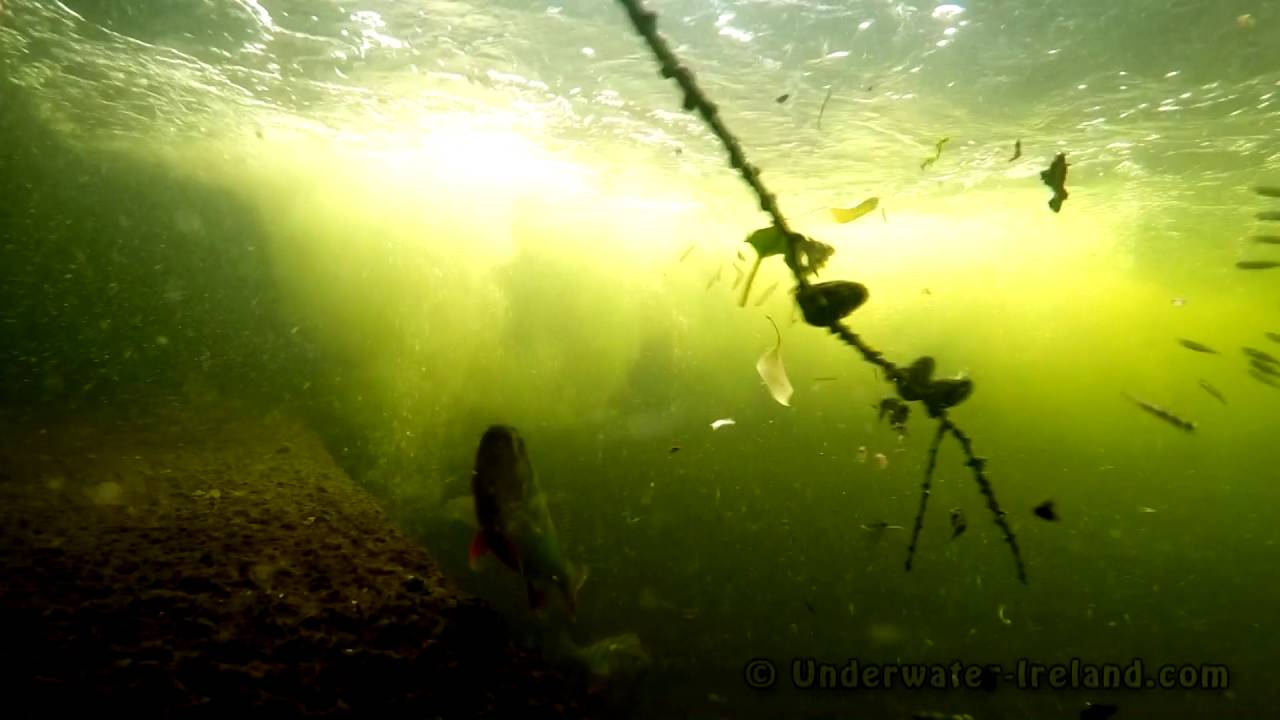 School of perch hunting on small fish underwater. Стая окуней охотится ...