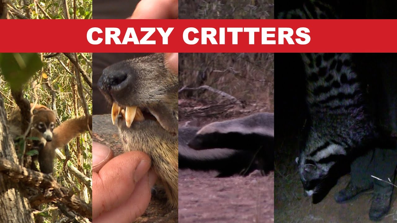 Hunting Unique Predators - YouTube