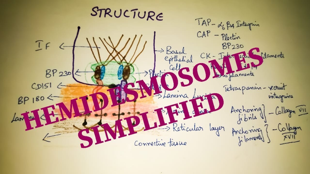 CELL JUNCTIONS PART-3 HEMIDESMOSOMES - YouTube