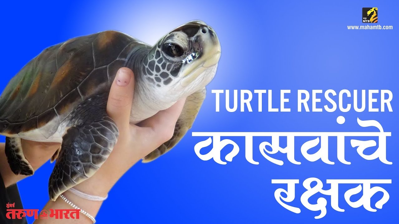 RESCUE SEA TURTLES AT DAHANU | Removing Barnacles from Poor Sea Turtles ...