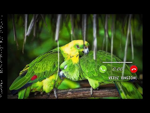 Good morning 🌅 Ringtone | Bird sound Tune || Flute Tune | Morning ringtone | #ringtone