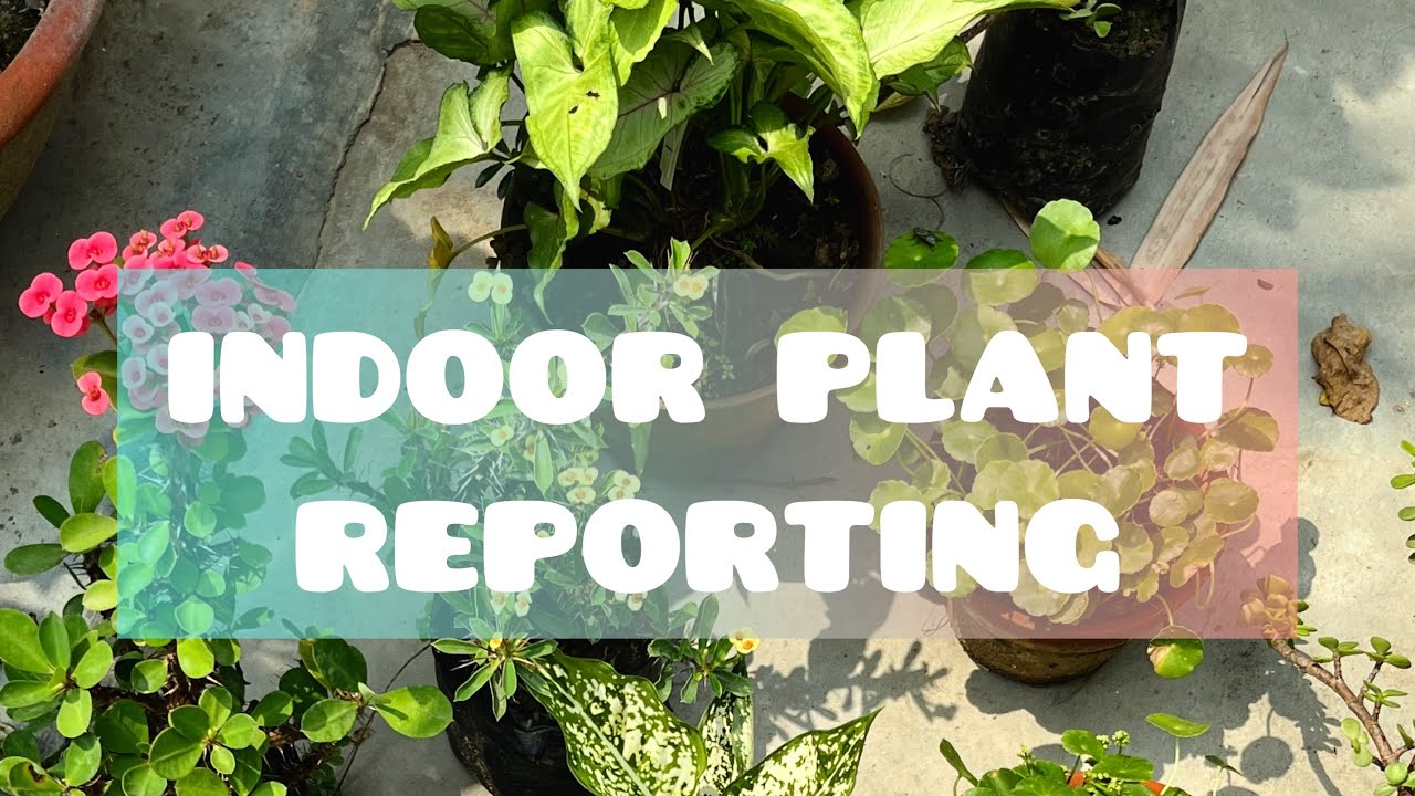 INDOOR PLANT REPORTING VIDEO ||vlog - YouTube