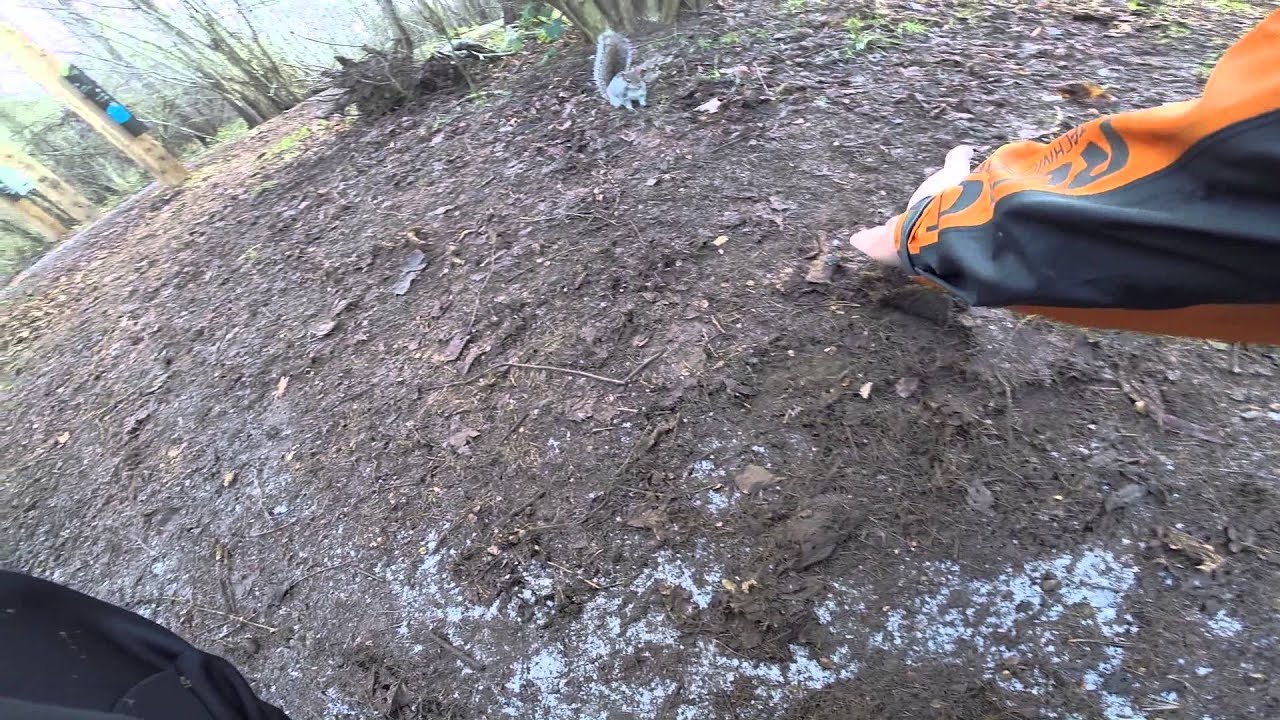 Steve the squirrel from Wakerley - YouTube