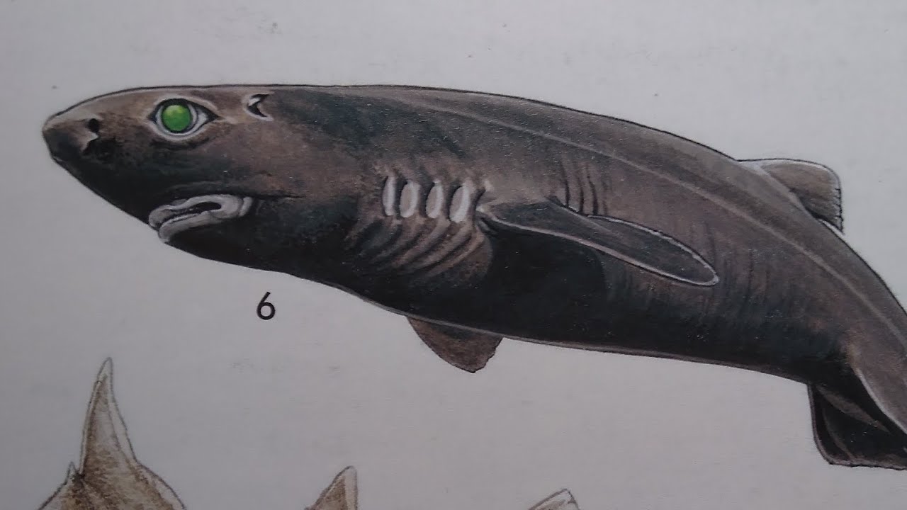 How To Draw a Kitefin Shark - YouTube