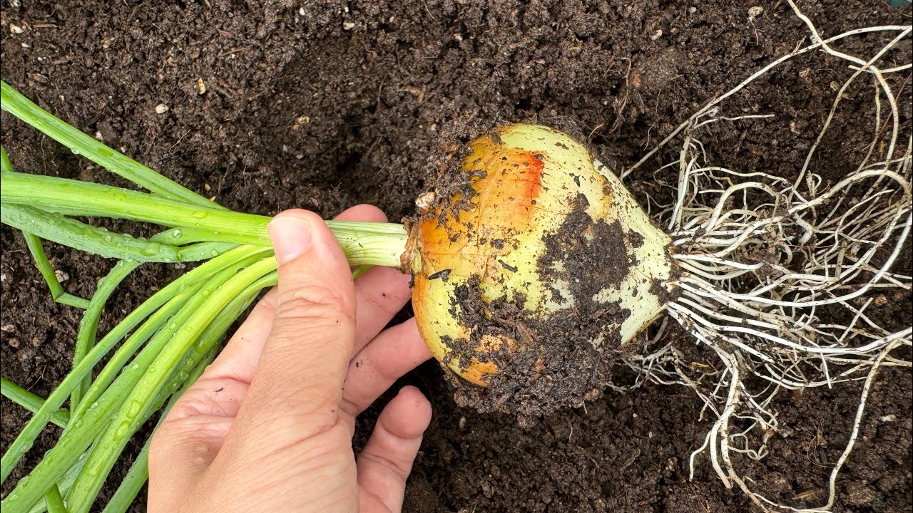 My tips to grow onion get lots of roots and quickly harvest - YouTube