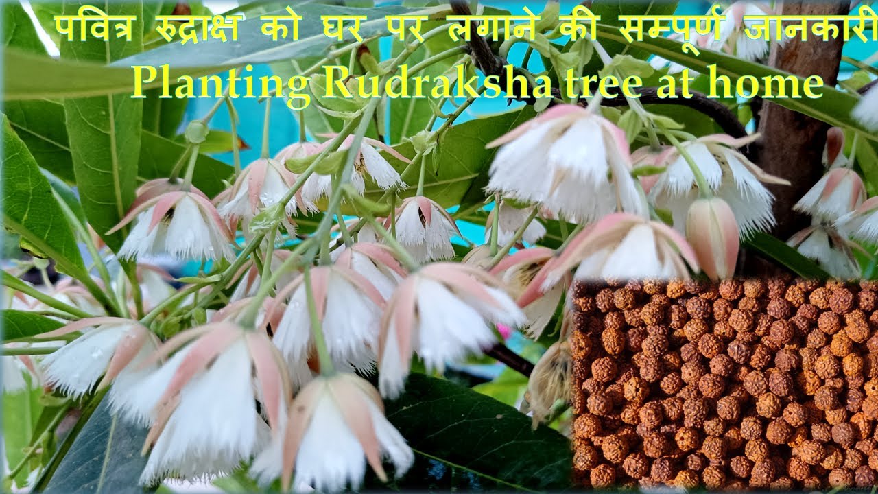 How To Grow Rudraksha Plant From Seed at Roberto Stephen blog