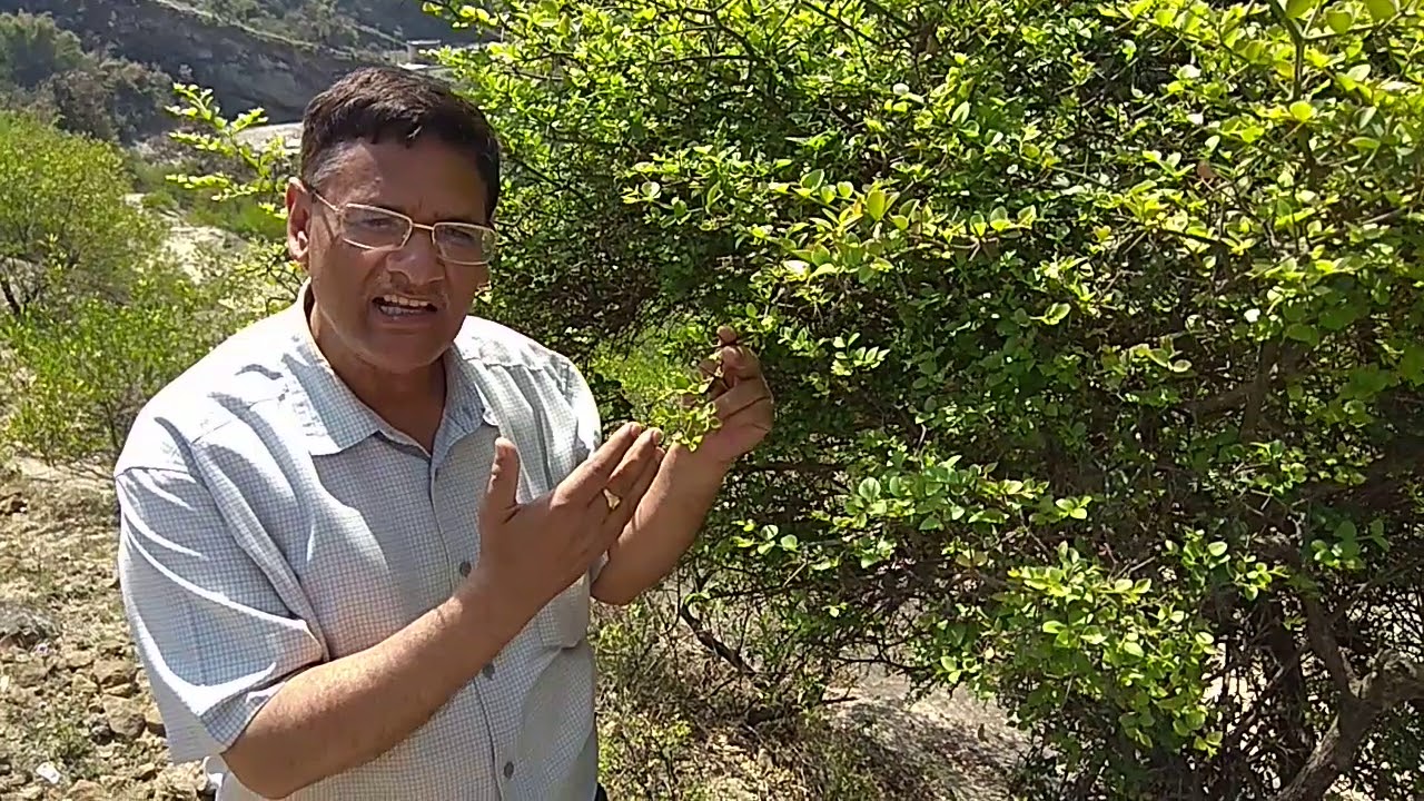 Carissa opaca called Conkerberry or Christ's Thorn in English ,गरणा in ...