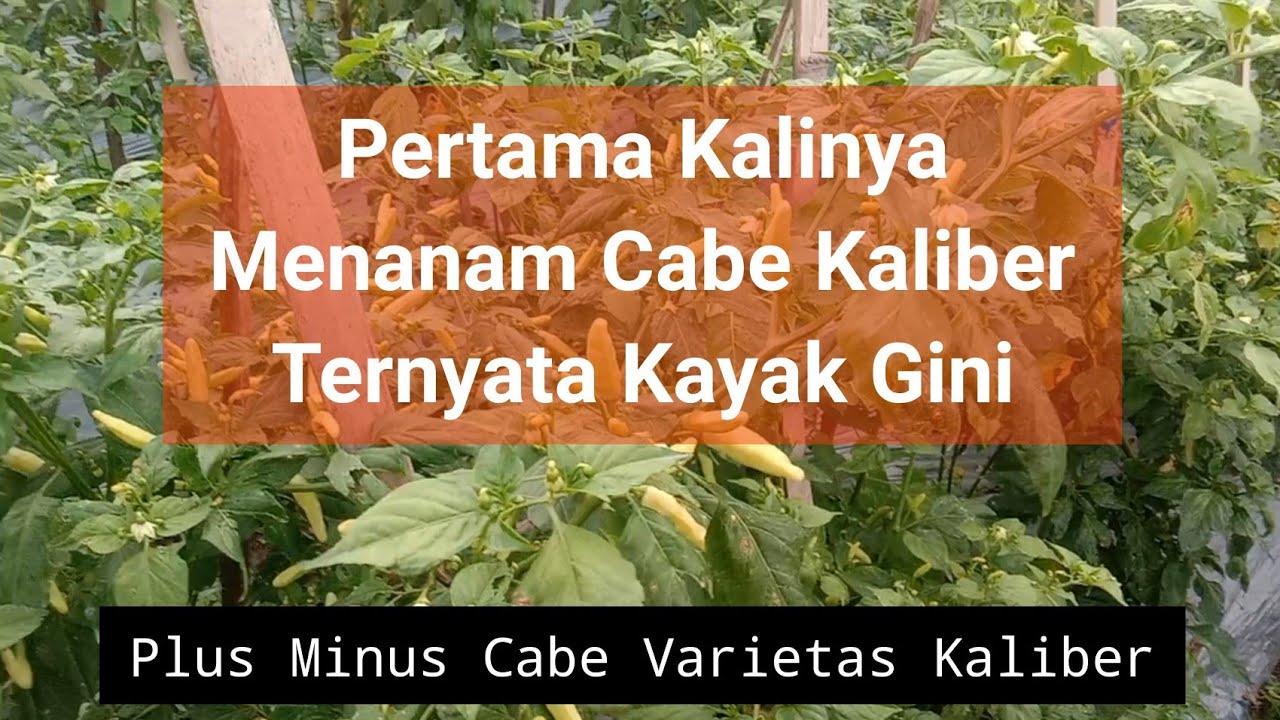 Review Cabe Varietas Kaliber, Kelebihan dan Kekurangannya - YouTube